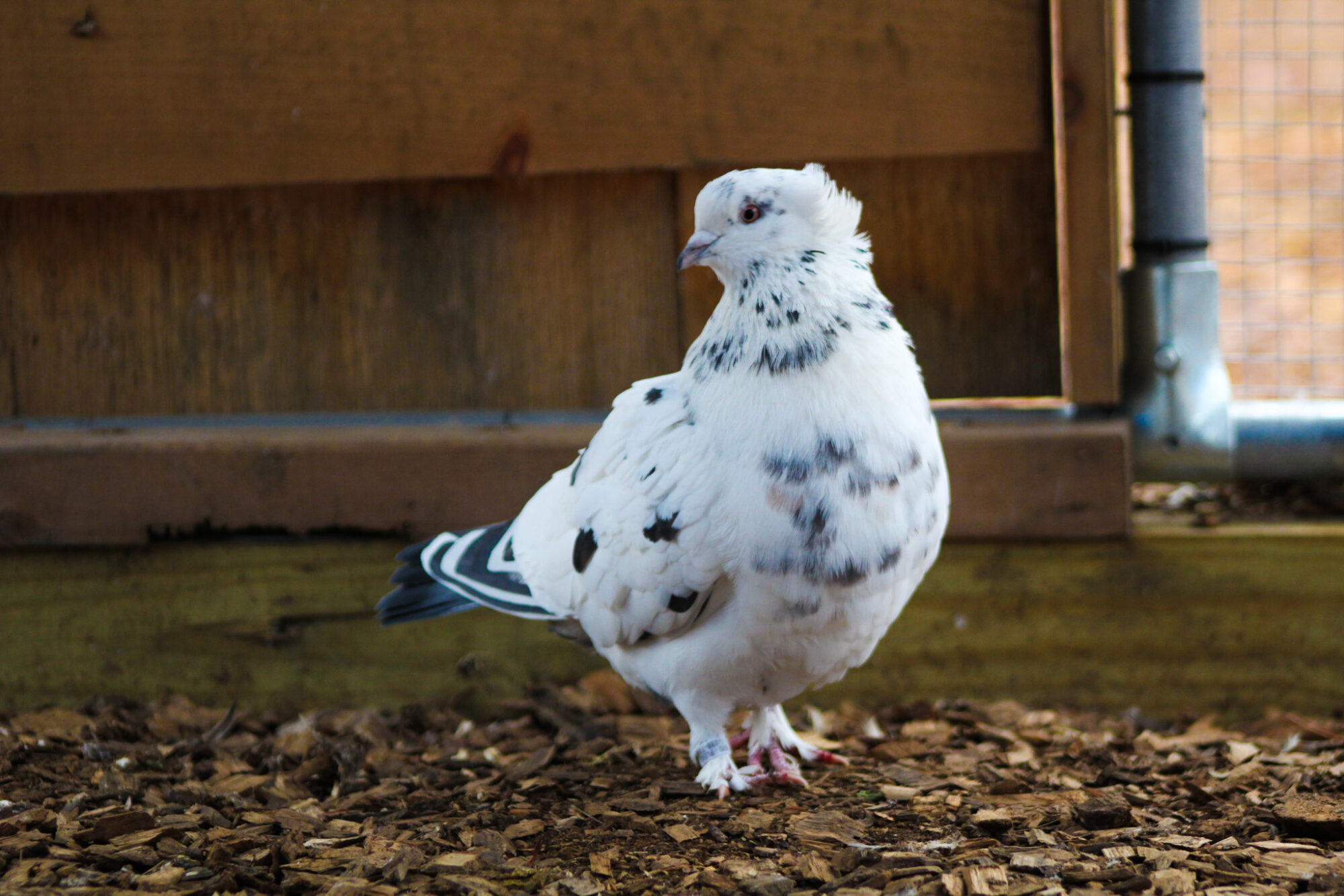Pet or Wild? How To Tell A Domestic vs. Feral Pigeon - Dreaming of a ...
