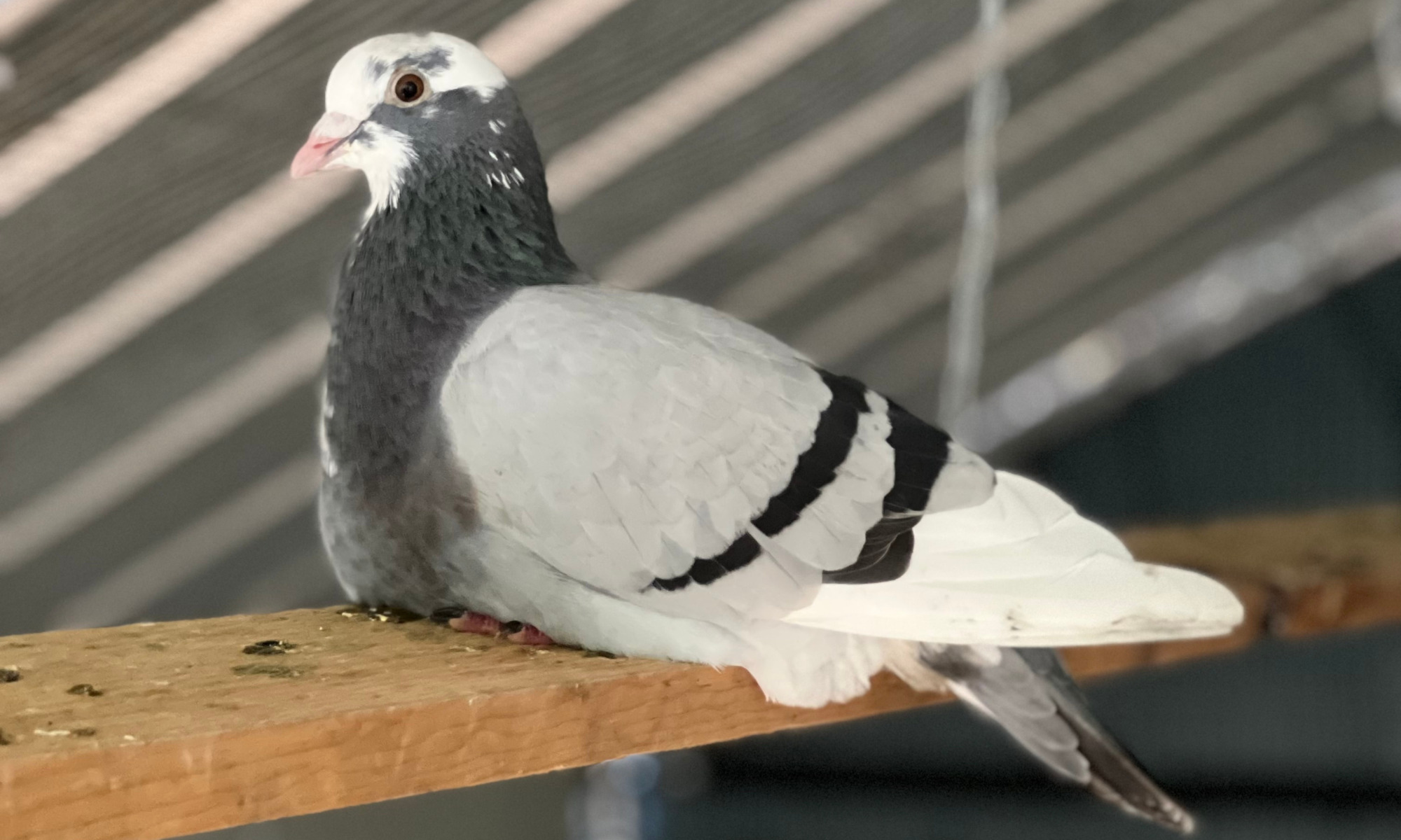 How To Catch An Abandoned or Lost Pigeon - Dreaming of a Chance Bird ...