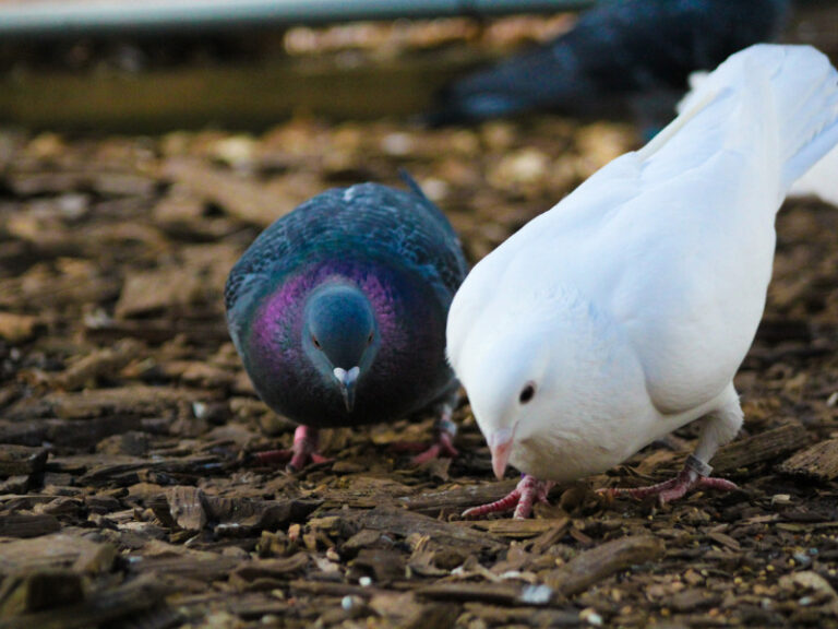 Pet or Wild? How To Tell A Domestic vs. Feral Pigeon - Dreaming of a ...