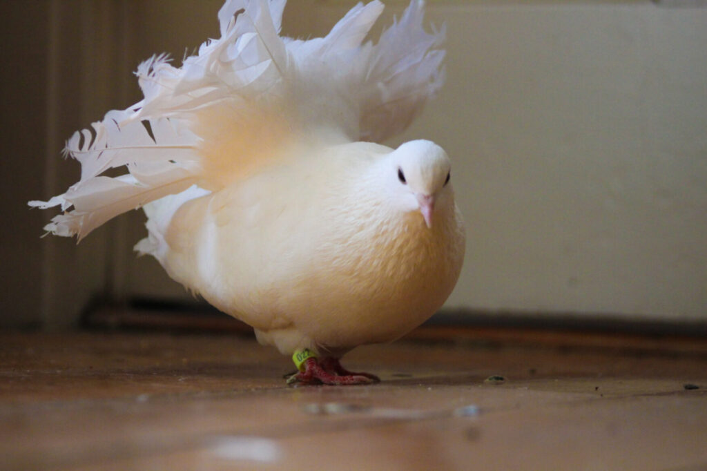 Keeping A Pigeon As An Indoor Pet - Dreaming of a Chance Bird Sanctuary