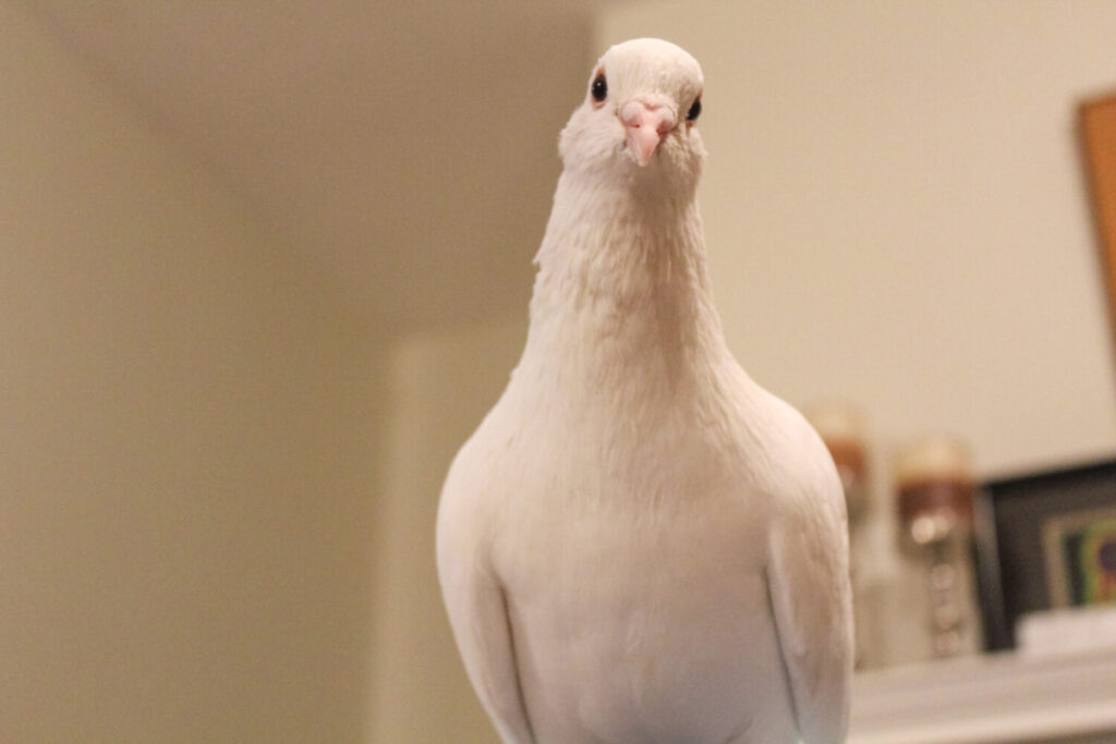 Keeping A Pigeon As An Indoor Pet - Dreaming of a Chance Bird Sanctuary