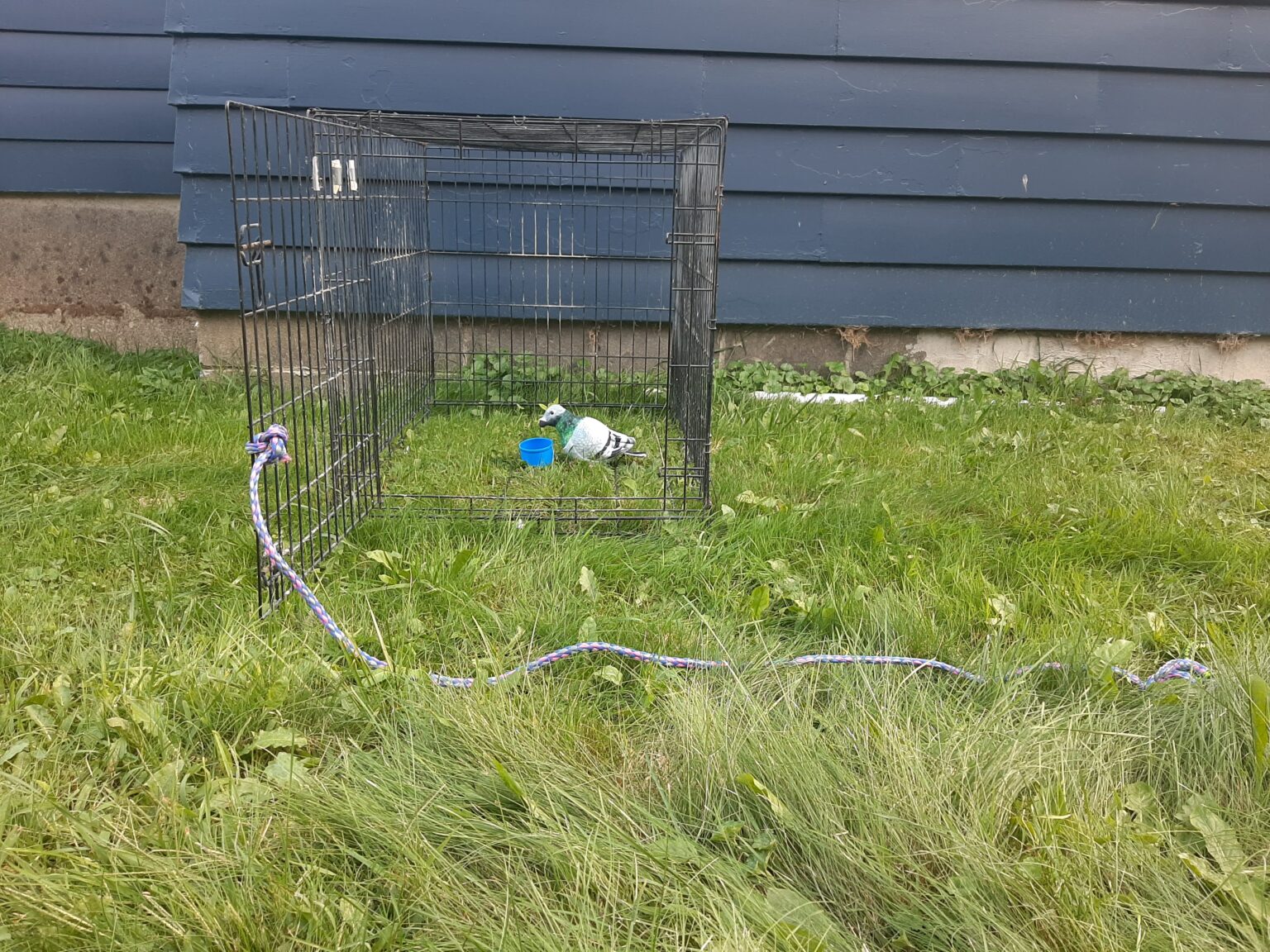 How To Catch An Abandoned or Lost Pigeon - Dreaming of a Chance Bird ...