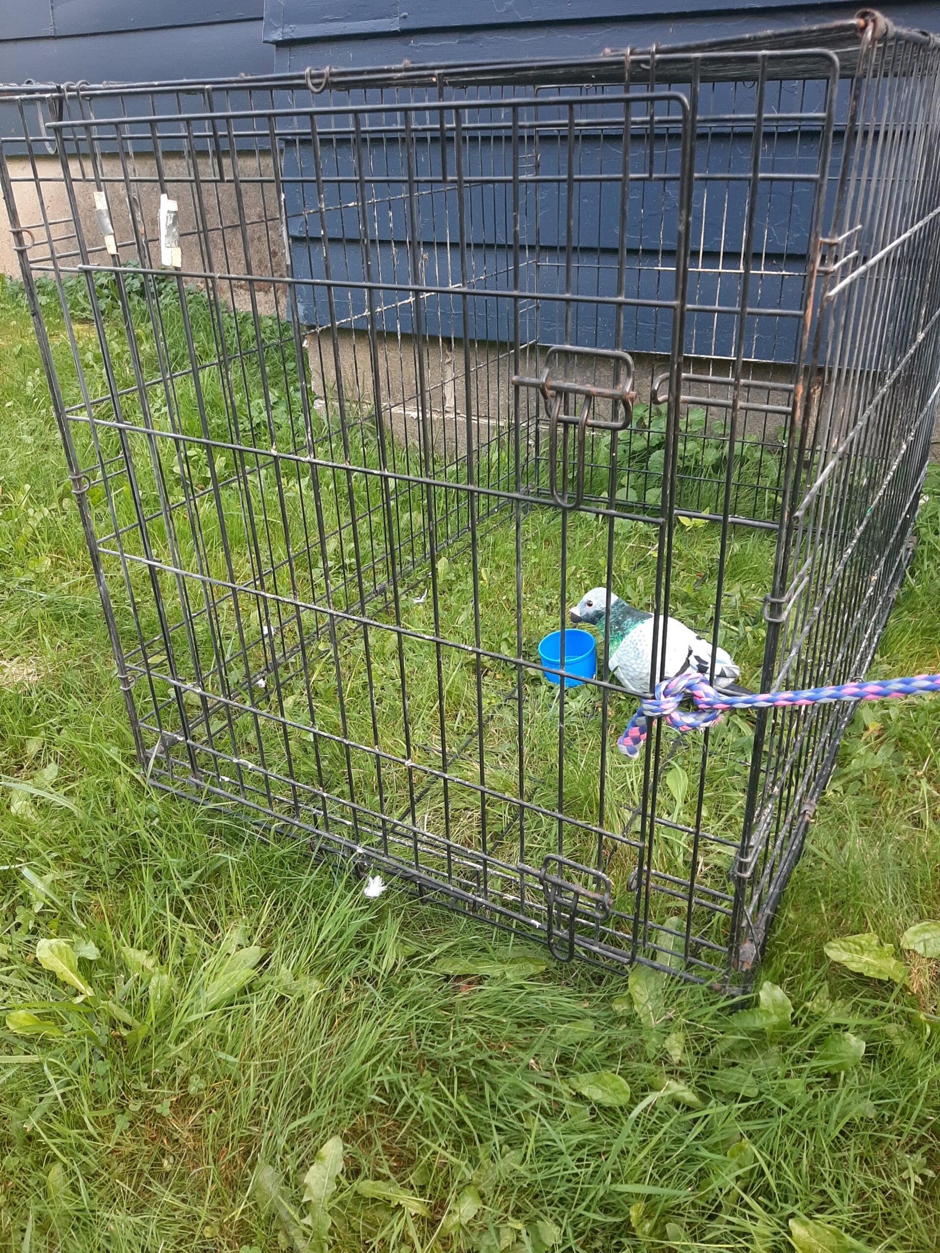 How To Catch An Abandoned or Lost Pigeon - Dreaming of a Chance Bird ...